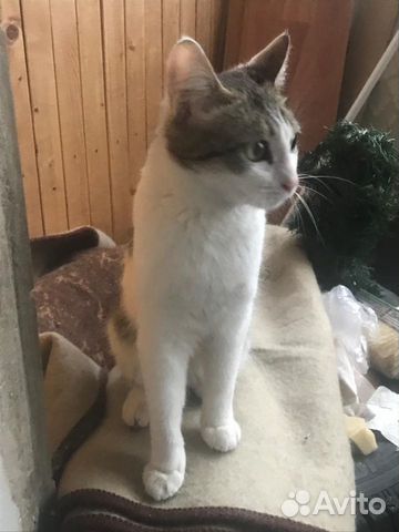 Кошка в дар