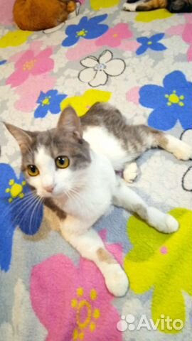 Курильский бобтейл