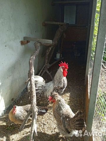 Петух порода легбар