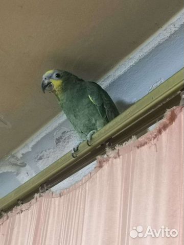 Амазонский попугай