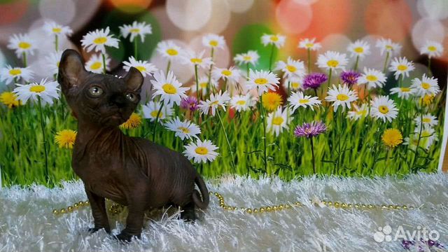 Котята сфинкс эльф
