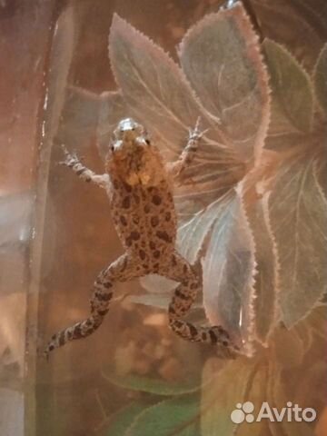 Лягушка жерлянка