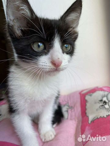 Котик Феликс 3 месяца