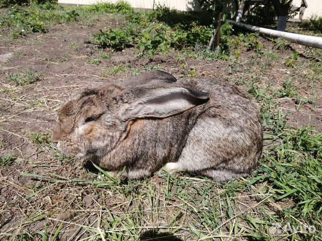 Продаётся кролл