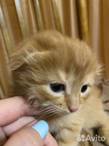 Котенок, девочка, пушистый рыжый комочек