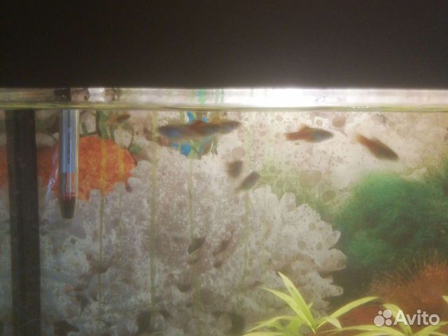 Мальки пецилий/аквариумная рыбка