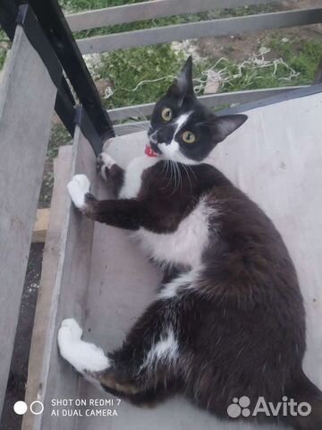 Кошка в добрые руки