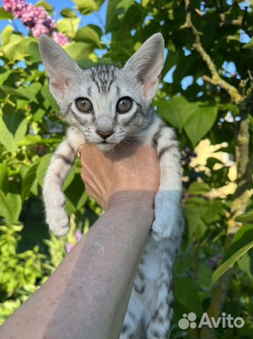 Саванна Ф5 SBT