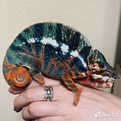 Пантеровый хамелеон,самец