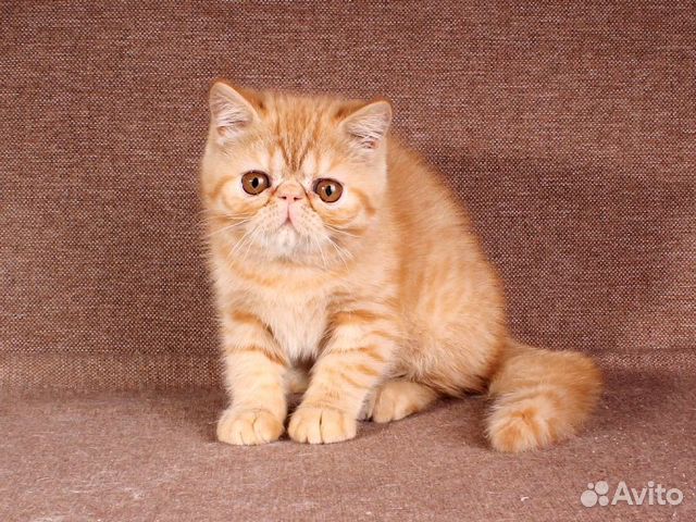 Мальчик экзотик