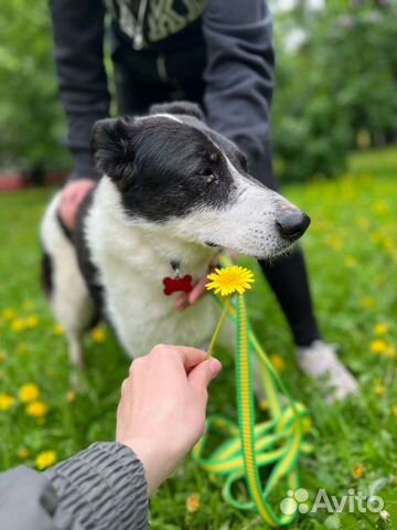 Собака.Душа болит,а сердце плачет