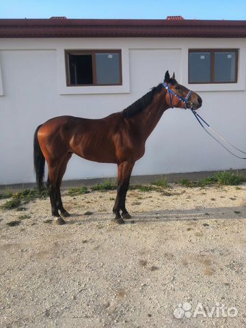 Жеребец чистокровный