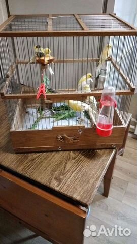 Кенары самки разного цвета