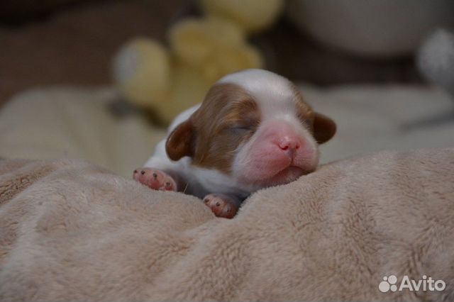 Кавалер кинг чарльз спаниель щенки РКФ