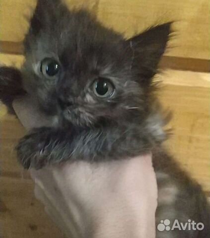 Котёнок девочка