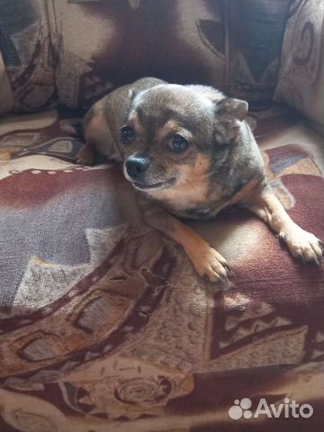 Случка чихуахуа девочка 5лет