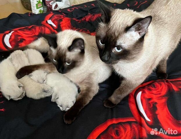 Тайские котята