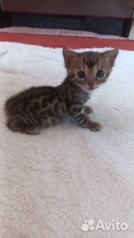 Бенгальская кошечка