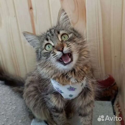 Кошка скоро пойдет на улицу