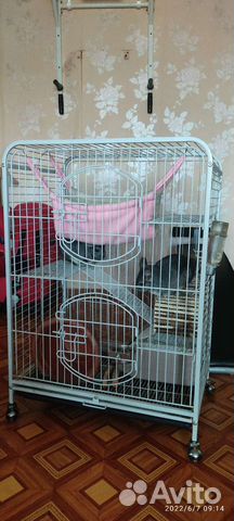 Шиншилла. Семья: самка+самецшиншилленок