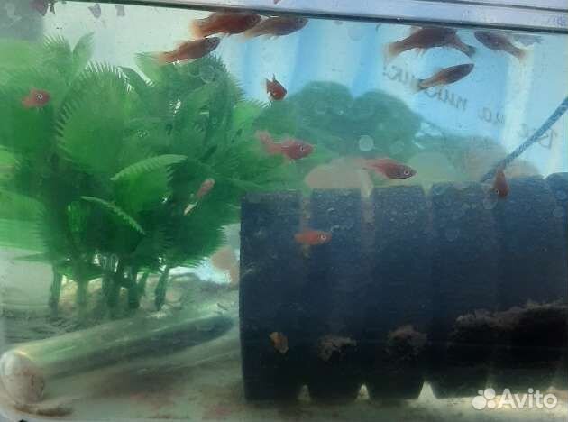 Аквариумные рыбки