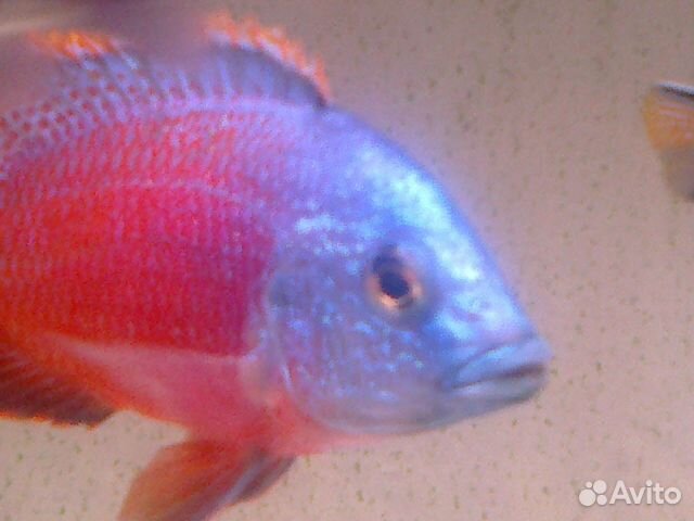 Боадзулу(Protamelas taeniolatus Boadzulu (red)