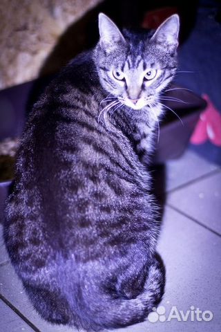 Лира в ответственные руки