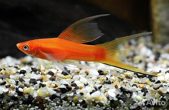 Меченосец (Xiphophorus helleri)