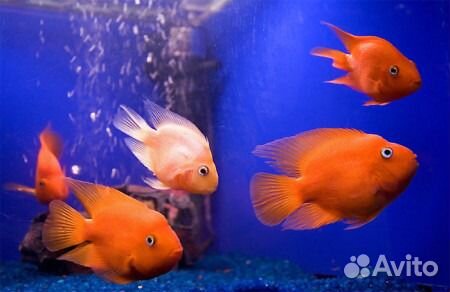 Японский попугай