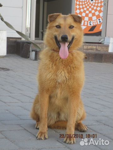 Воспитанная рыжая собачка 45 см в холке