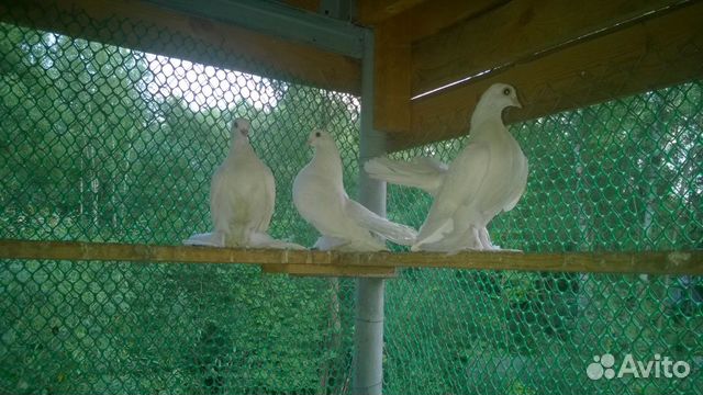Продам голубей