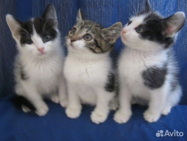 Красивые и умные котята в добрые руки
