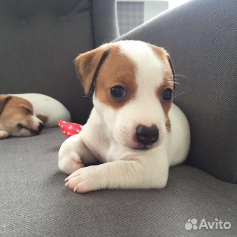 Чудесные щеночки мини стандарт