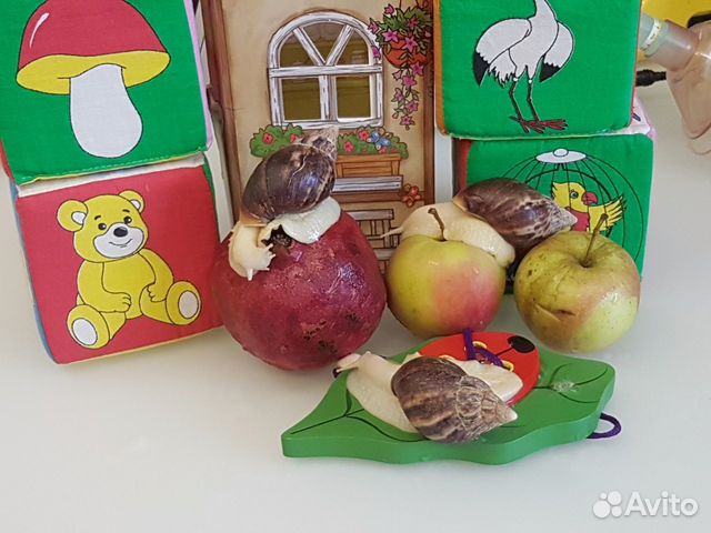 Большие Афр улитки Ахатины Альба бел панцырь 10 см