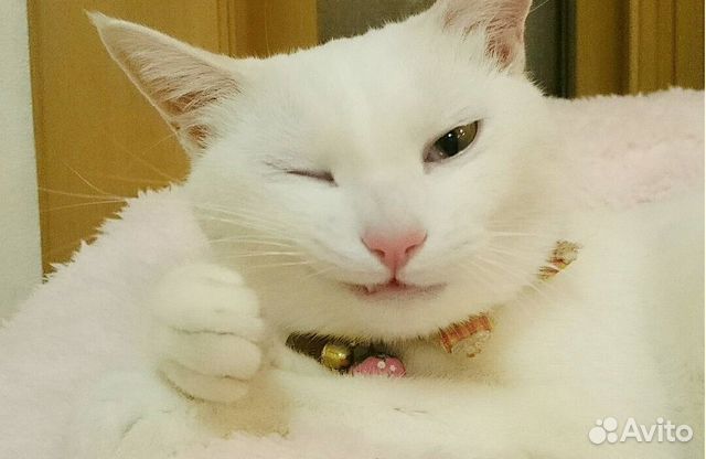 Белоснежная кошечка ищет дом