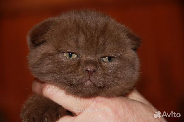 Вислоухие котята
