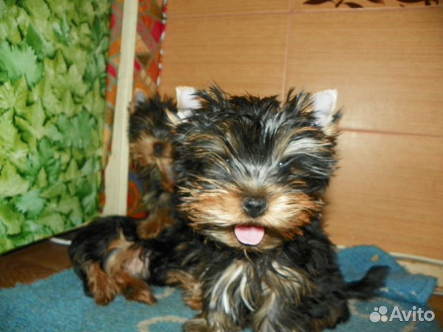 Щенки, миники, мальчики документы РКФ