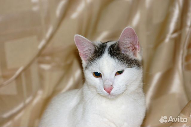 Кот Леопольд