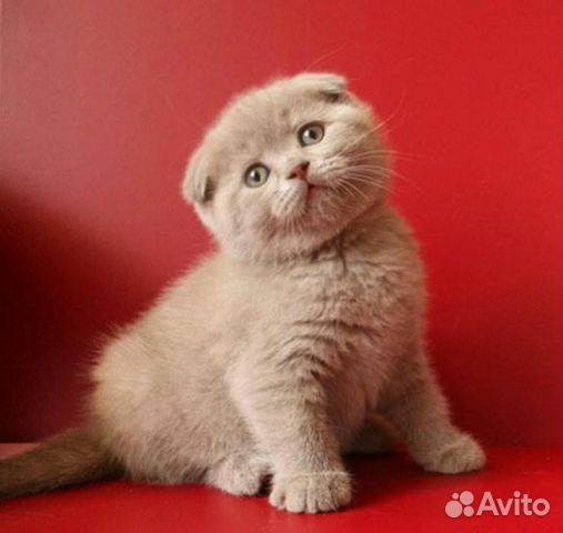 Вислоухие и прямоухие лиловые котята