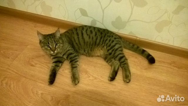 Ми-ми-мишная Марго-нежная кошка в добрые руки