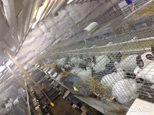 Кролики Калифорнийские (Крольчихи на племя)