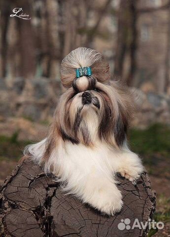 Вязка ши-тцу