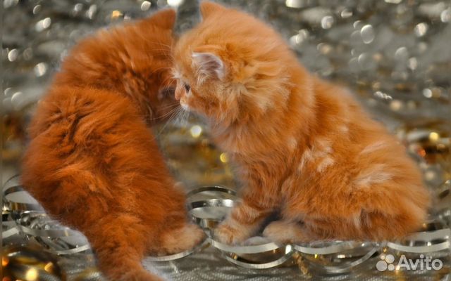 Забавные яркие породистые рыжульки