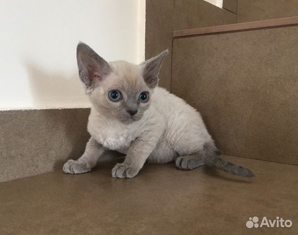 Котик Блю поинт