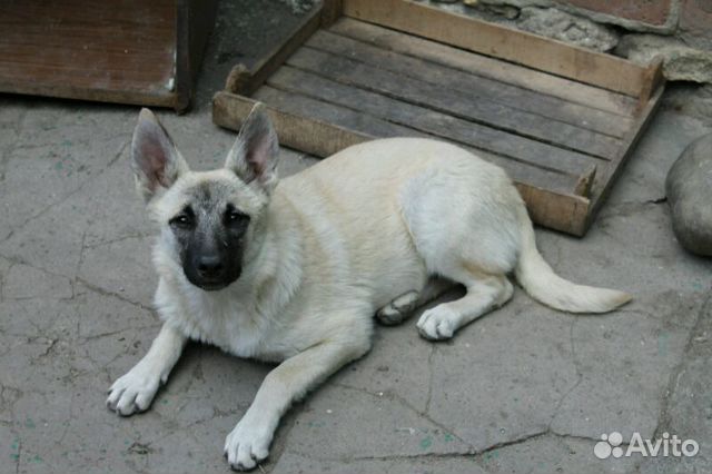 Малышка эля в добрые руки