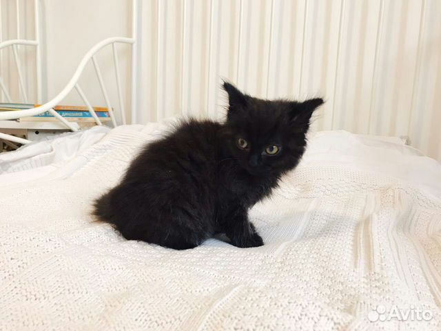 Котенок девочка няшка-крошка 1,5мес