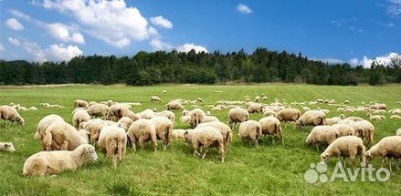 Продаю овец