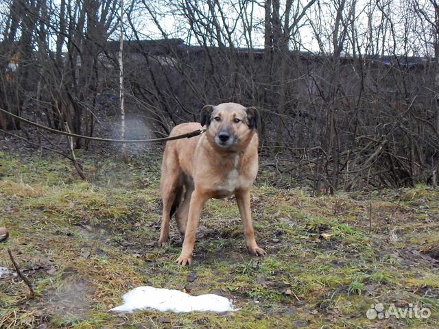 Спокойная собака Кнопочка