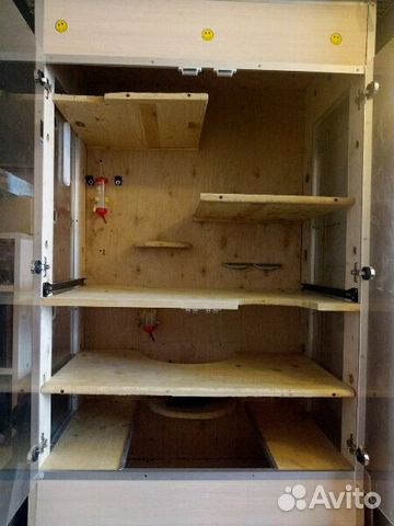 Отдам шиншилл