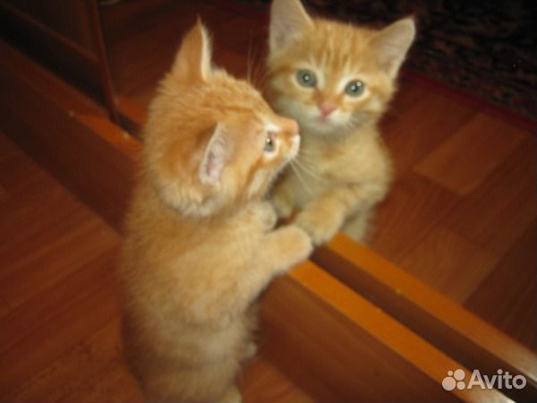 Котята счастливые